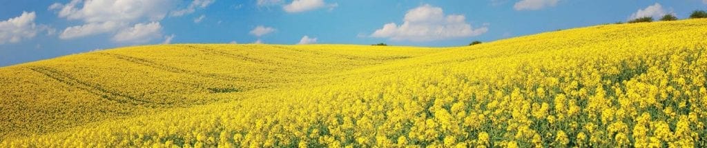 Rapeseed Productivity Boost Guidelines: Learn How To Grow