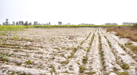 Soil Salinization How To Prevent And Manage Its Adverse Effects