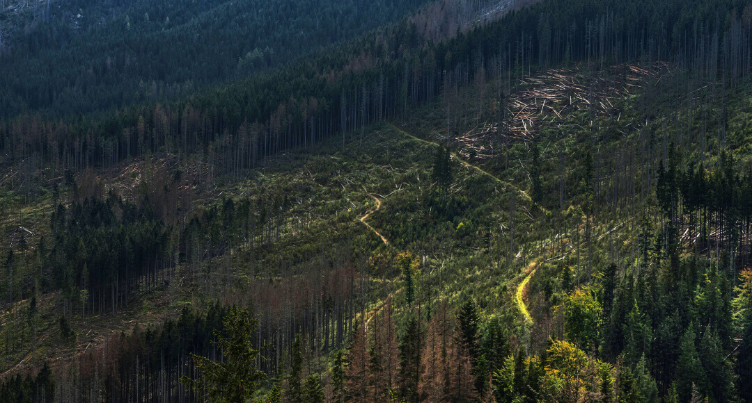 Deforestation: Effects, Causes, Statistics, And Solutions