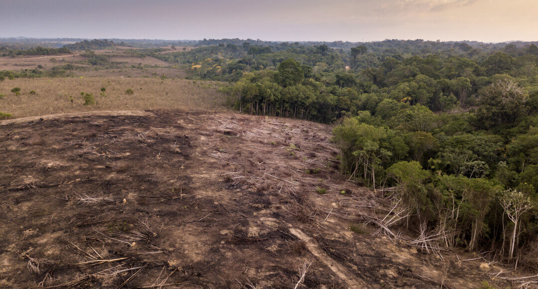 Deforestation: Effects, Causes, Statistics, And Solutions