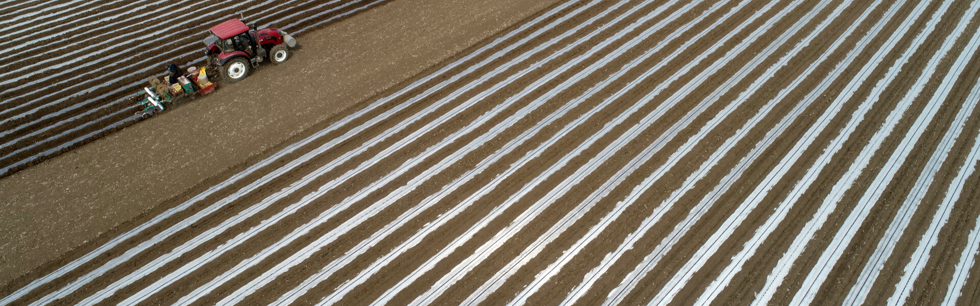 Soil Solarization Technique For Weed Management & Pest Control